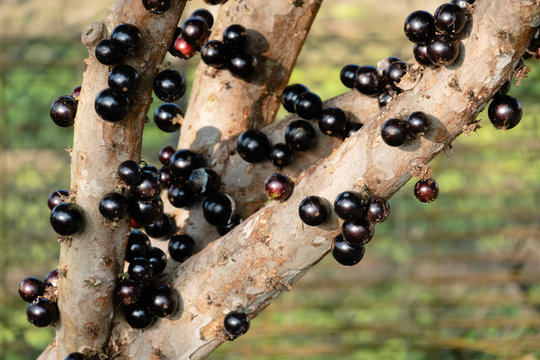 Jaboticaba Seeds