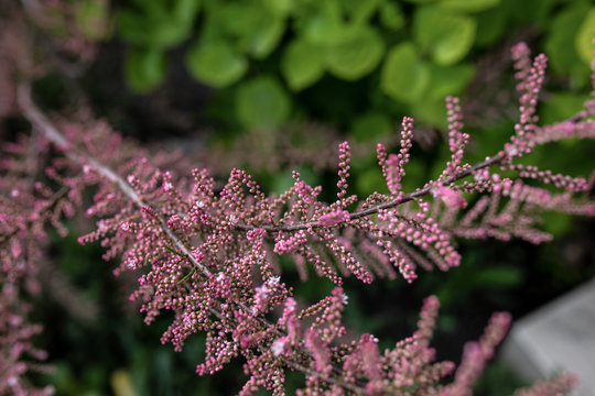 รูปภาพTamarix – เลือกดูภาพถ่ายสต็อก เวกเตอร์ และวิดีโอ2,950 | Adobe Stock