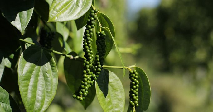 Imágenes de "Pepper Tree": descubre bancos de fotos, ilustraciones ...