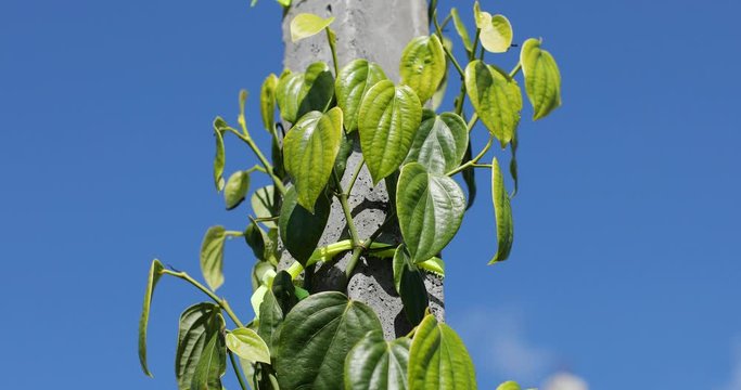 "Pepper Tree" Images – Browse 1,745 Stock Photos, Vectors, and Video ...