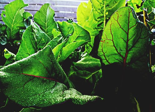 Potherb bilder – Bläddra bland 159,426 stockfoton, vektorer och videor ...