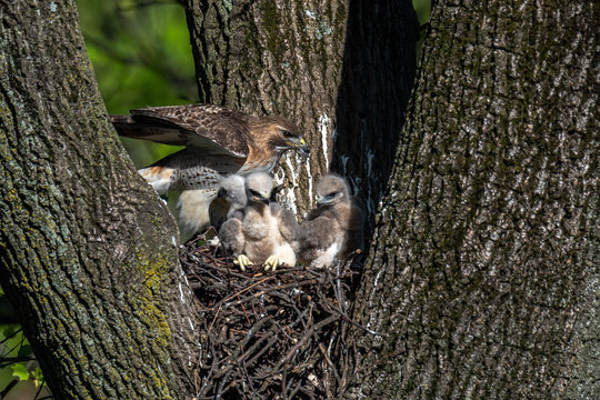 Chickenhawk bilder – Bläddra bland 935 stockfoton, vektorer och videor ...
