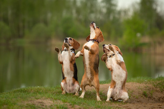 Dog Doing Tricks Images – Browse 1,243 Stock Photos, Vectors, and Video ...