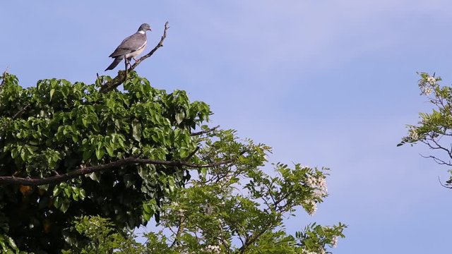 Lachtaube Bilder – Durchsuchen 144 Archivfotos, Vektorgrafiken und ...