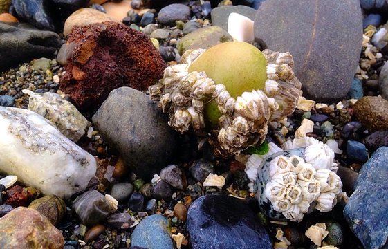 「Barnicle」の画像 - 14,789 件の Stock 写真、ベクターおよびビデオ | Adobe Stock