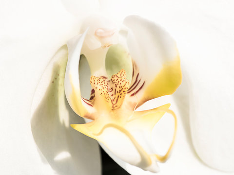 รูปภาพLabellum – เลือกดูภาพถ่ายสต็อก เวกเตอร์ และวิดีโอ1,290 | Adobe Stock