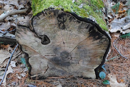 "Old Log"-Bilder: Stock-Fotos & -Videos. | Adobe Stock