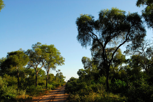 Imágenes de Quebracho: descubre bancos de fotos, ilustraciones ...
