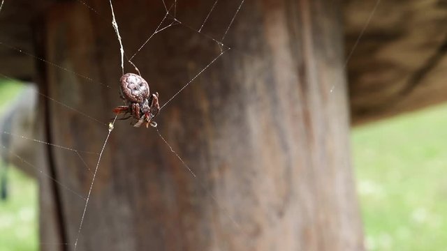 Prosoma Images – Browse 972 Stock Photos, Vectors, and Video | Adobe Stock