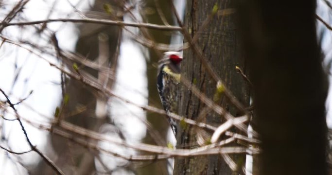 Nuttall Images – Browse 86 Stock Photos, Vectors, and Video | Adobe Stock