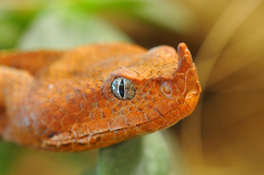 Poskok Bilder – Durchsuchen 600 Archivfotos, Vektorgrafiken und Videos ...