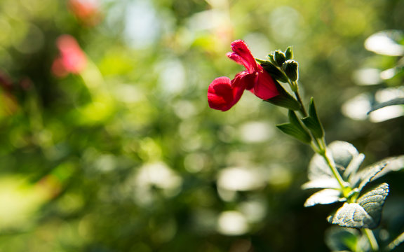 รูปภาพDainty – เลือกดูภาพถ่ายสต็อก เวกเตอร์ และวิดีโอ369,795 | Adobe Stock