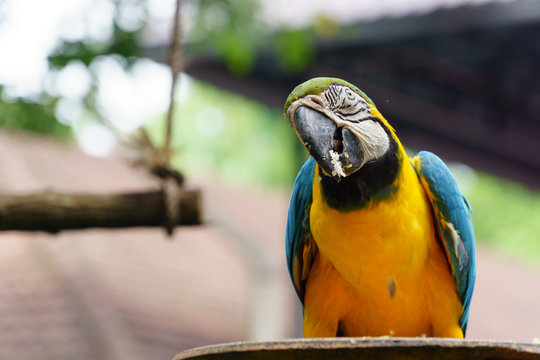 Goldbarsch Bilder – Durchsuchen 17,888 Archivfotos, Vektorgrafiken und ...