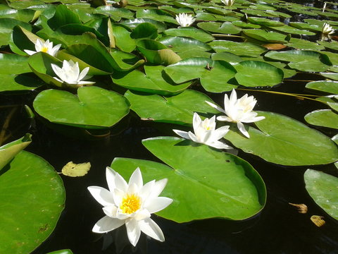 รูปภาพLilipad – เลือกดูภาพถ่ายสต็อก เวกเตอร์ และวิดีโอ28,068 | Adobe Stock