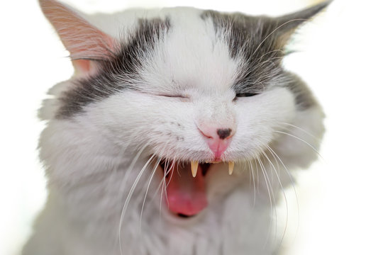 Katzengebiss-Bilder: Stock-Fotos & -Videos. | Adobe Stock