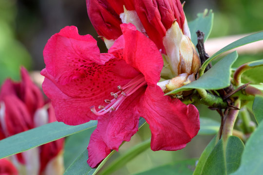 รูปภาพRhody – เลือกดูภาพถ่ายสต็อก เวกเตอร์ และวิดีโอ298 | Adobe Stock