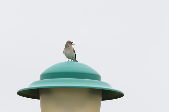 Mimus Bilder – Durchsuchen 1,542 Archivfotos, Vektorgrafiken und Videos ...