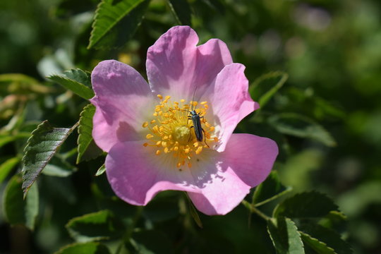 รูปภาพBuschrose – เลือกดูภาพถ่ายสต็อก เวกเตอร์ และวิดีโอ283 | Adobe Stock