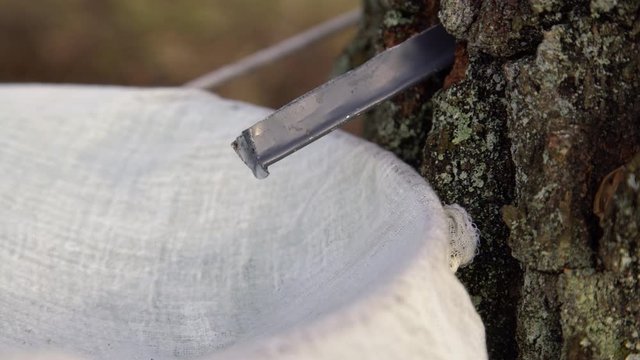 Sapping Images – Browse 65,171 Stock Photos, Vectors, and Video | Adobe ...