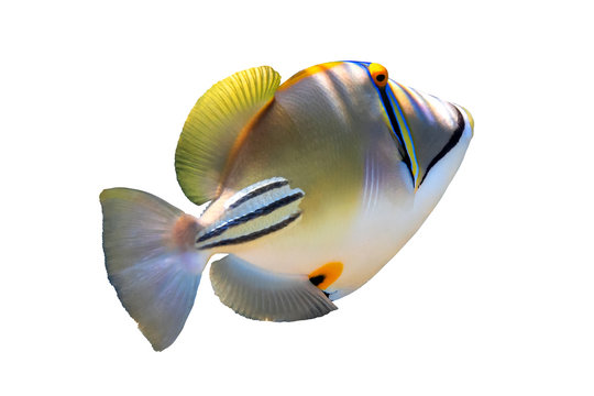 Triggerfish Images – Browse 5,241 Stock Photos, Vectors, and Video ...