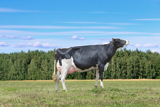 Krowa Images – Parcourir 4,120 le catalogue de photos, vecteurs et ...