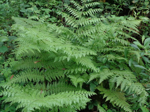 Monilophyta Images – Browse 54 Stock Photos, Vectors, and Video | Adobe ...