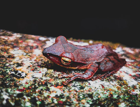 「Froge」の写真素材 | 50件の無料イラスト画像 | Adobe Stock