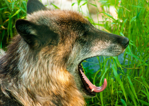 "Alaskan Wolf" Images – Browse 357 Stock Photos, Vectors, and Video ...