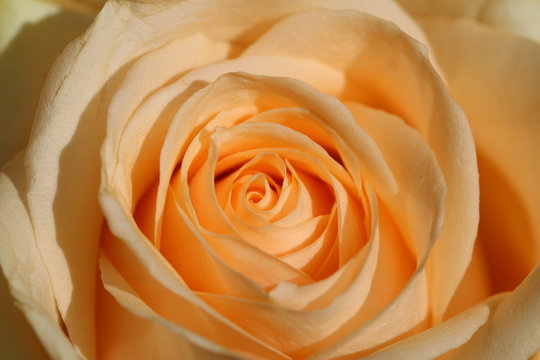 Fuchs-Rose Bilder – Durchsuchen 926 Archivfotos, Vektorgrafiken und ...