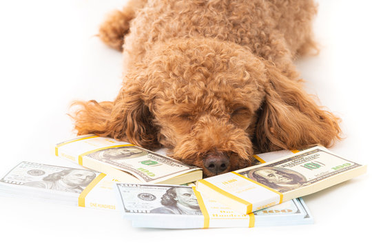 Moey Images – Browse 47 Stock Photos, Vectors, and Video | Adobe Stock