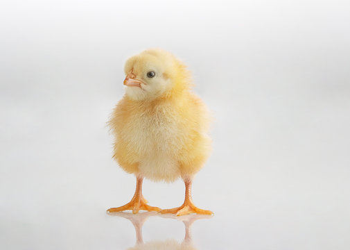 Pollito bilder – Bläddra bland 748 stockfoton, vektorer och videor ...