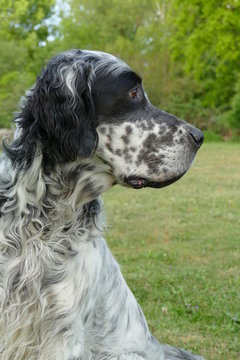 "English Setter" Images – Browse 19,143 Stock Photos, Vectors, and ...