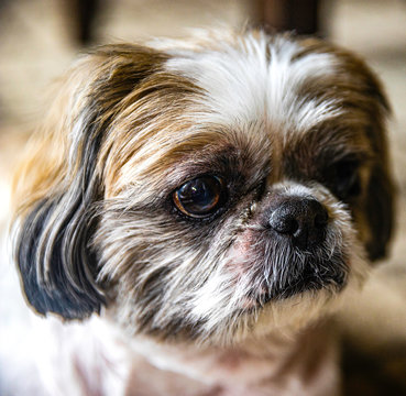 「Shih-Zu」の写真素材 | 25件の無料イラスト画像 | Adobe Stock