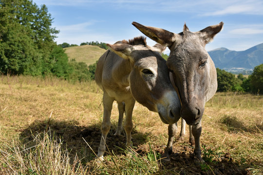 Asini 이미지 – 찾아보기 616 스톡 사진, 벡터 및 비디오 | Adobe Stock