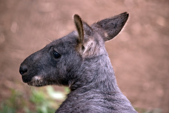 Pet Wallaroo