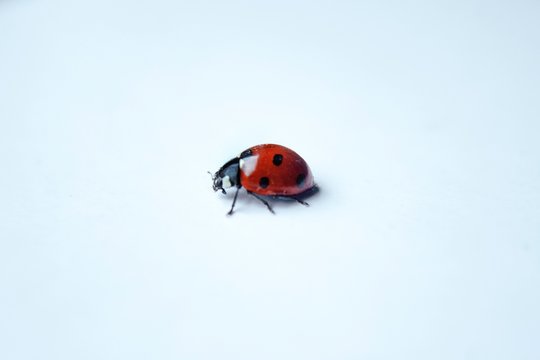 Ladybug White Background Bilder – Durchsuchen 40,622 Archivfotos ...