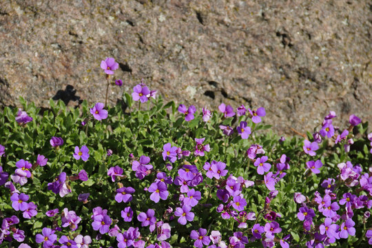 「Rabatten」の画像 - 1,467 件の Stock 写真、ベクターおよびビデオ | Adobe Stock