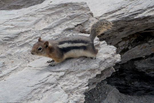 รูปภาพMarmotini – เลือกดูภาพถ่ายสต็อก เวกเตอร์ และวิดีโอ20,877 | Adobe ...