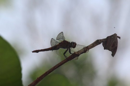 「Thumbi」の写真素材 | 17件の無料イラスト画像 | Adobe Stock
