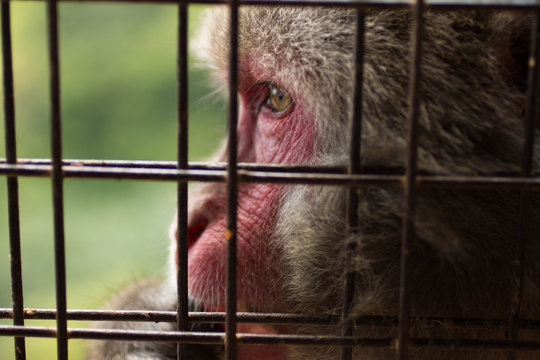 Rotarschpavian-Bilder: Stock-Fotos & -Videos. | Adobe Stock