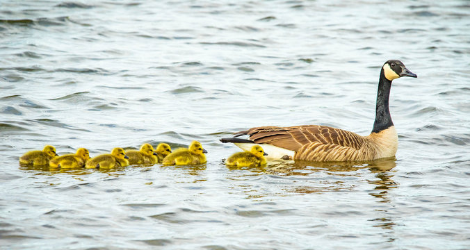 รูปภาพGooseling – เลือกดูภาพถ่ายสต็อก เวกเตอร์ และวิดีโอ134 | Adobe Stock