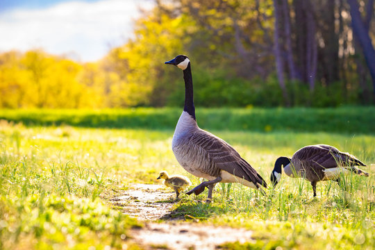 รูปภาพGooseling – เลือกดูภาพถ่ายสต็อก เวกเตอร์ และวิดีโอ134 | Adobe Stock