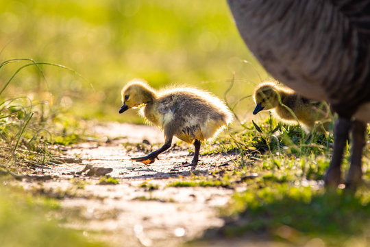 รูปภาพGooseling – เลือกดูภาพถ่ายสต็อก เวกเตอร์ และวิดีโอ134 | Adobe Stock