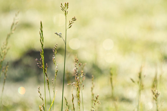 รูปภาพRaigrass – เลือกดูภาพถ่ายสต็อก เวกเตอร์ และวิดีโอ6 | Adobe Stock