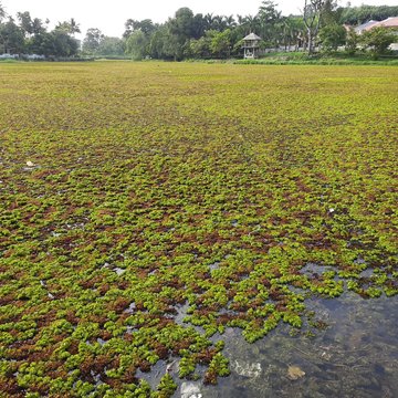 Chira Images – Browse 581 Stock Photos, Vectors, and Video | Adobe Stock