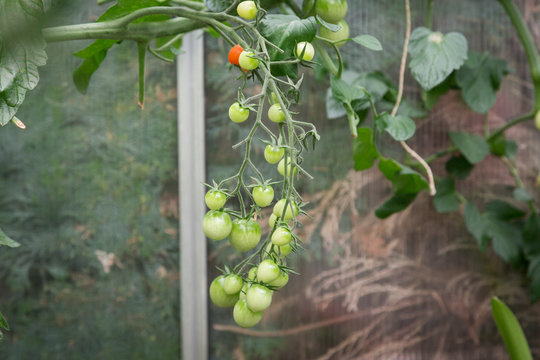 Strauchtomate Bilder – Durchsuchen 40,484 Archivfotos, Vektorgrafiken ...