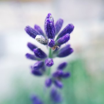 Pseudanthium Bilder – Durchsuchen 659,135 Archivfotos, Vektorgrafiken ...