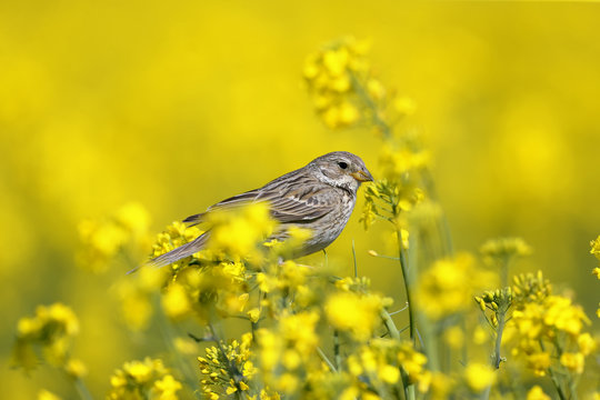 Calandra Images – Browse 1,286 Stock Photos, Vectors, and Video | Adobe ...