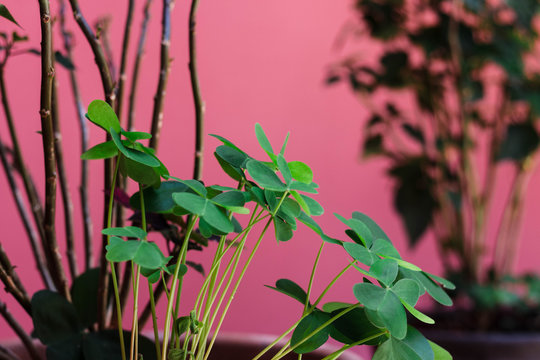 Treboles Images – Browse 2,597 Stock Photos, Vectors, and Video | Adobe ...