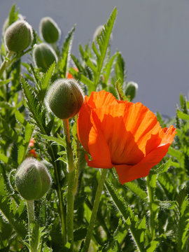 "Poppy Straw" Bilder – Durchsuchen 1,105 Archivfotos, Vektorgrafiken ...